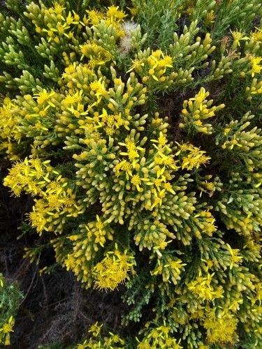 California goldenbush (Ericameria ericoides) Flower, Leaf, Care, Uses ...