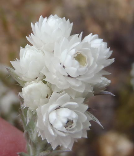 Syncarpha paniculata - PictureThis