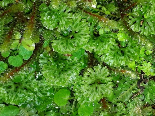 Hymenophyton flabellatum - PictureThis