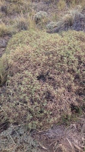 Azorella prolifera - PictureThis