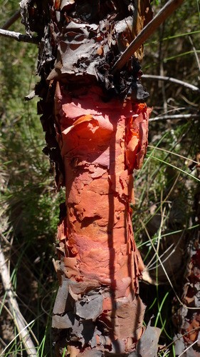 Persoonia levis - PictureThis