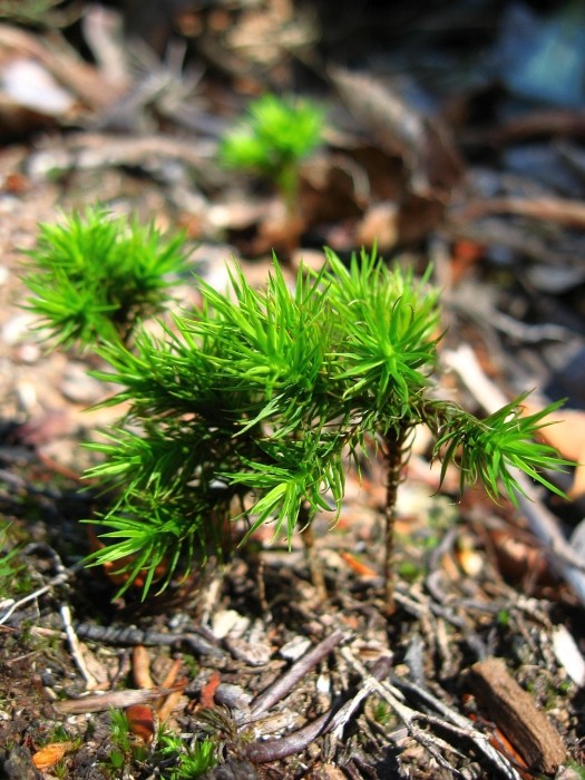 Dendroligotrichum dendroides - PictureThis