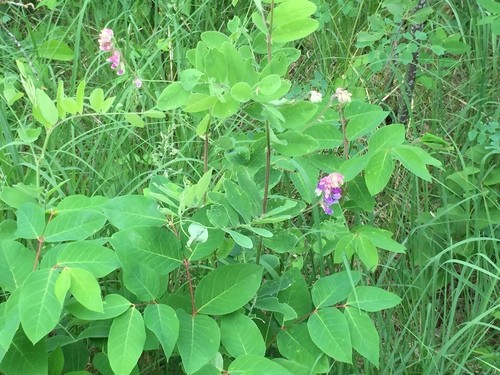 Lathyrus venosus - PictureThis