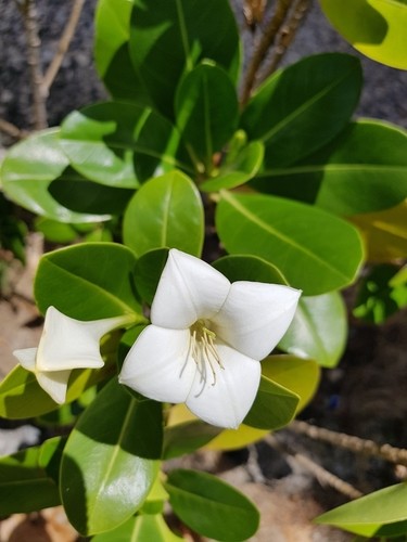 Bikkia Care (Watering, Fertilize, Pruning, Propagation) - PictureThis