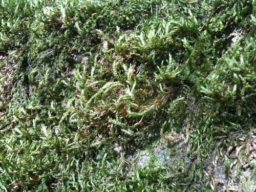 Alsia californica - PictureThis