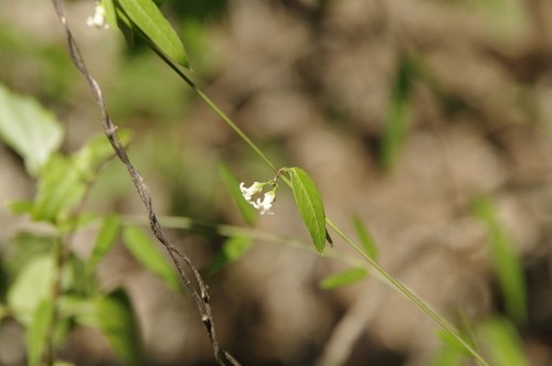 Talayote (Metastelma barbigerum) - PictureThis