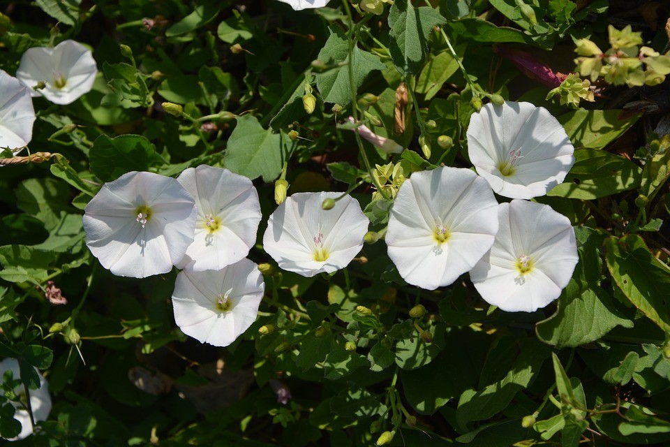 Liseron de turquie (Convolvulus cneorum) - PictureThis
