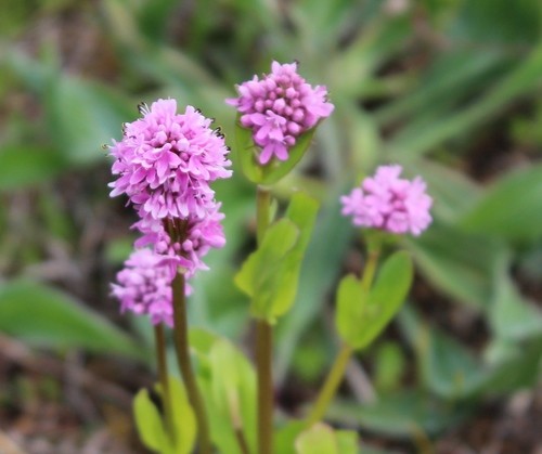 Valeriana congesta subsp. congesta - PictureThis