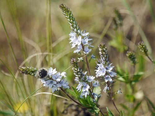 How to Plant and Grow Large speedwell(Veronica austriaca)