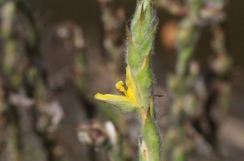 Philydrum lanuginosum - PictureThis