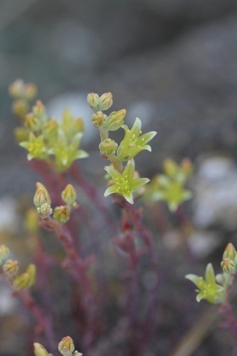Dudleya abramsii subsp. parva 花言葉，毒性，よくある質問 - PictureThis