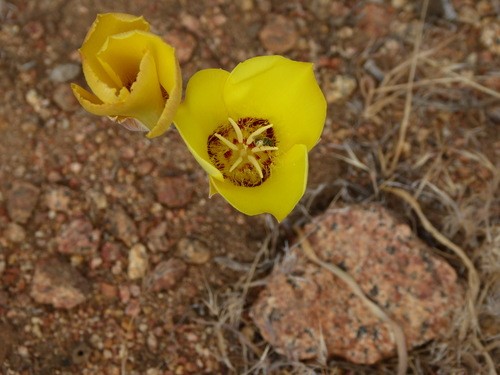 Calochortus concolor - PictureThis