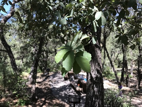Encino gris (Quercus grisea) - PictureThis