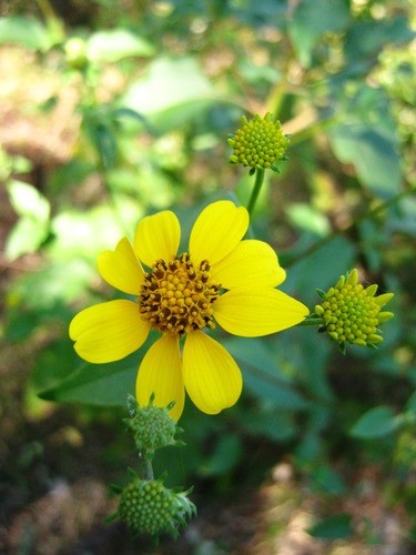 Chamiso (Viguiera dentata) - PictureThis