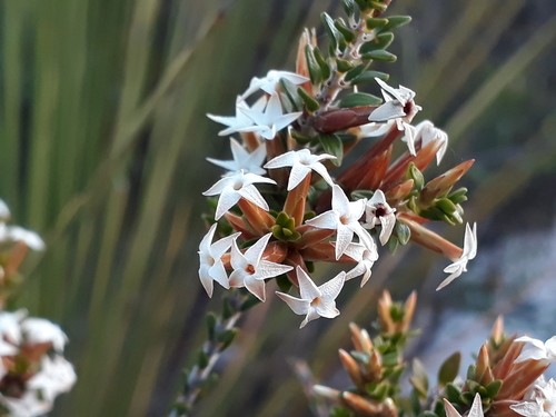 Lysinema Flower, Leaf, Care, Uses - PictureThis
