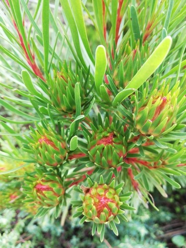 Aulax cancellata Flower, Leaf, Care, Uses - PictureThis
