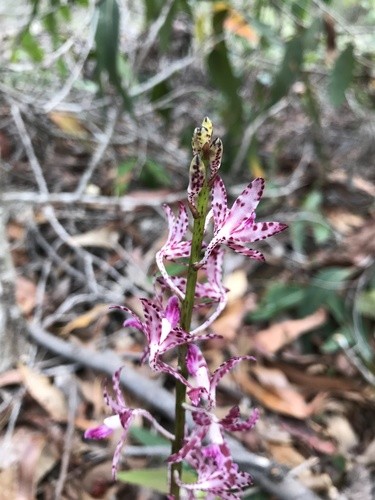 Dipodium variegatum - PictureThis