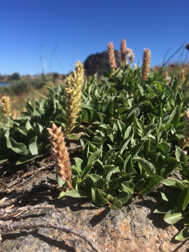 Alpine willow (Salix petrophila) Flower, Leaf, Care, Uses - PictureThis