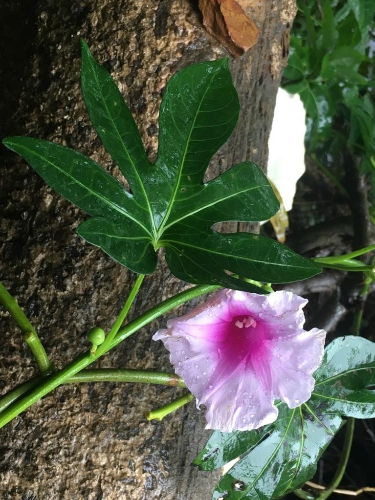 Ipomoea mauritiana - PictureThis