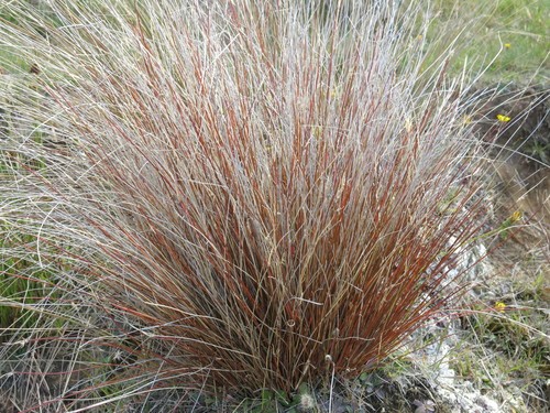 Schoenus pauciflorus - PictureThis