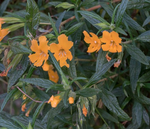 Southern bush monkeyflower (Diplacus longiflorus) Flower, Leaf, Care ...