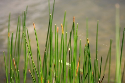 Eleocharis Quadrangulata