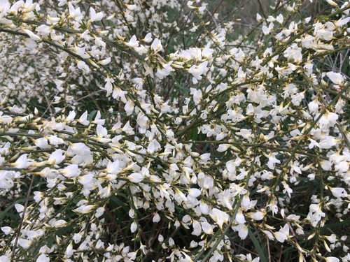 Escoba blanca (Cytisus multiflorus) - PictureThis