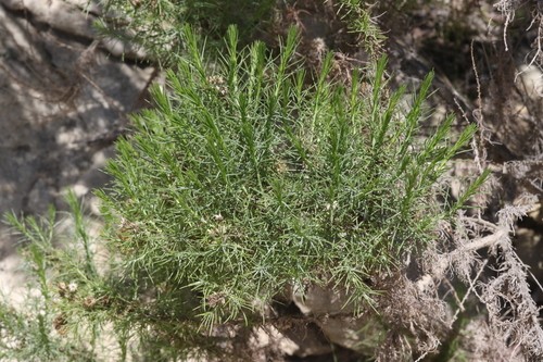 Pine-bush (Ericameria pinifolia) Flower, Leaf, Care, Uses - PictureThis