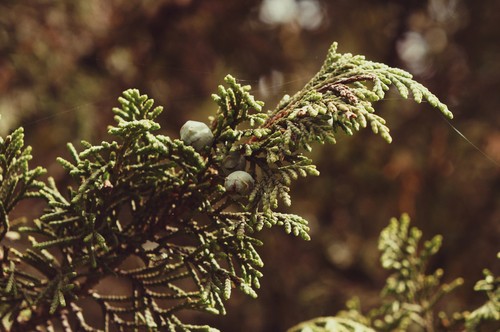 Mexican alpine juniper (Juniperus monticola) Flower, Leaf, Care, Uses ...