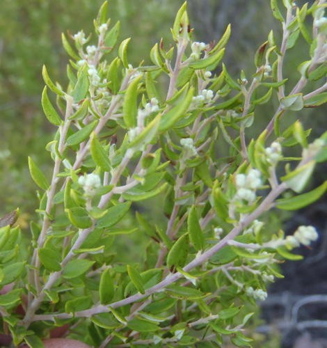Phylica paniculata - PictureThis