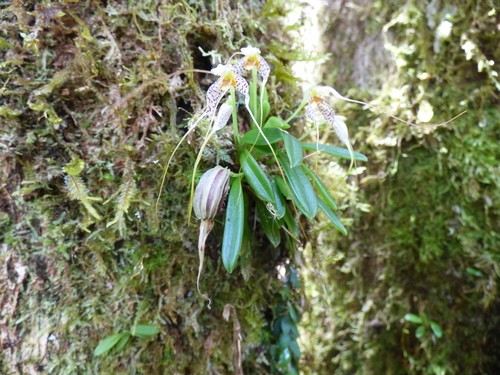 The striking masdevallia (Masdevallia picturata) Flower, Leaf, Care ...