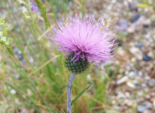 Cirsium wheeleri - PictureThis