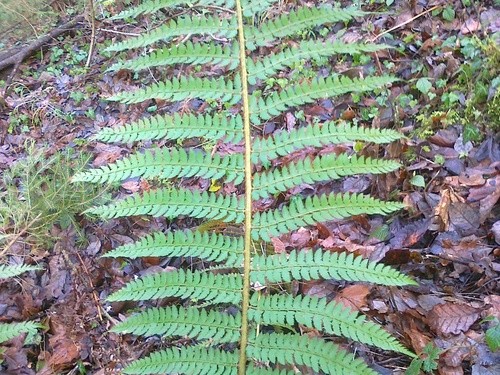 Píjaro (Polystichum setiferum) - PictureThis