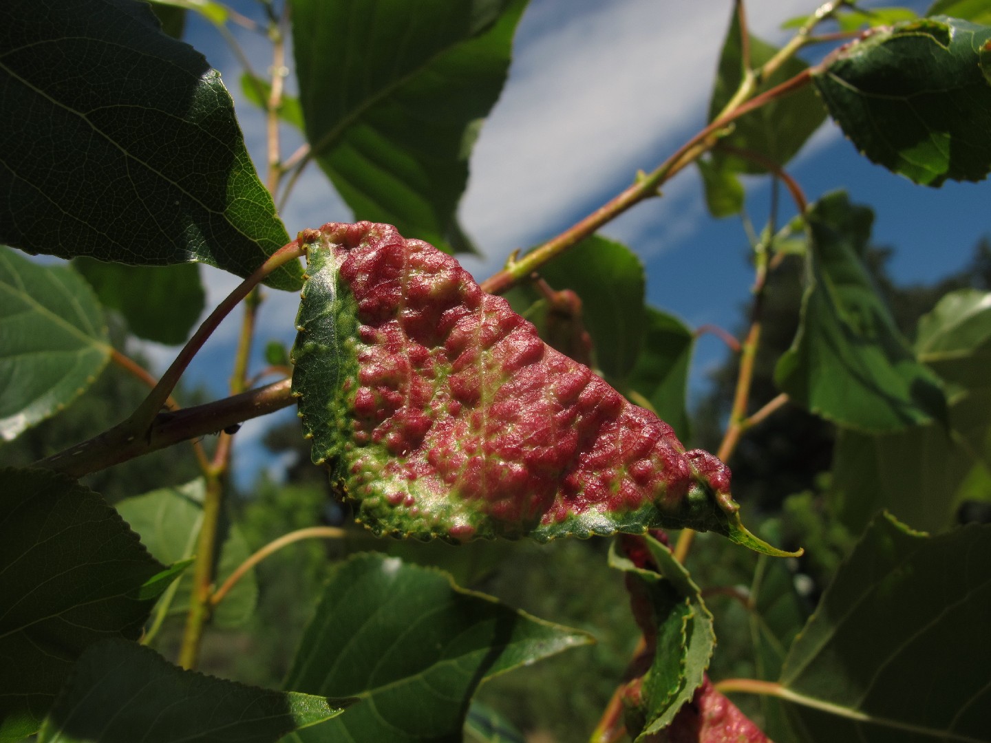 Taphrinomycetes Flower, Leaf, Care, Uses - PictureThis