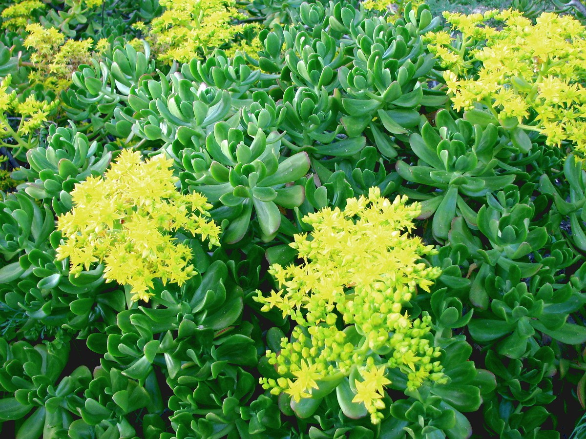 Lágrima de María (Sedum dendroideum) - PictureThis