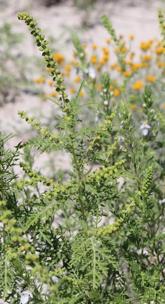 Ambrosia confertiflora - PictureThis
