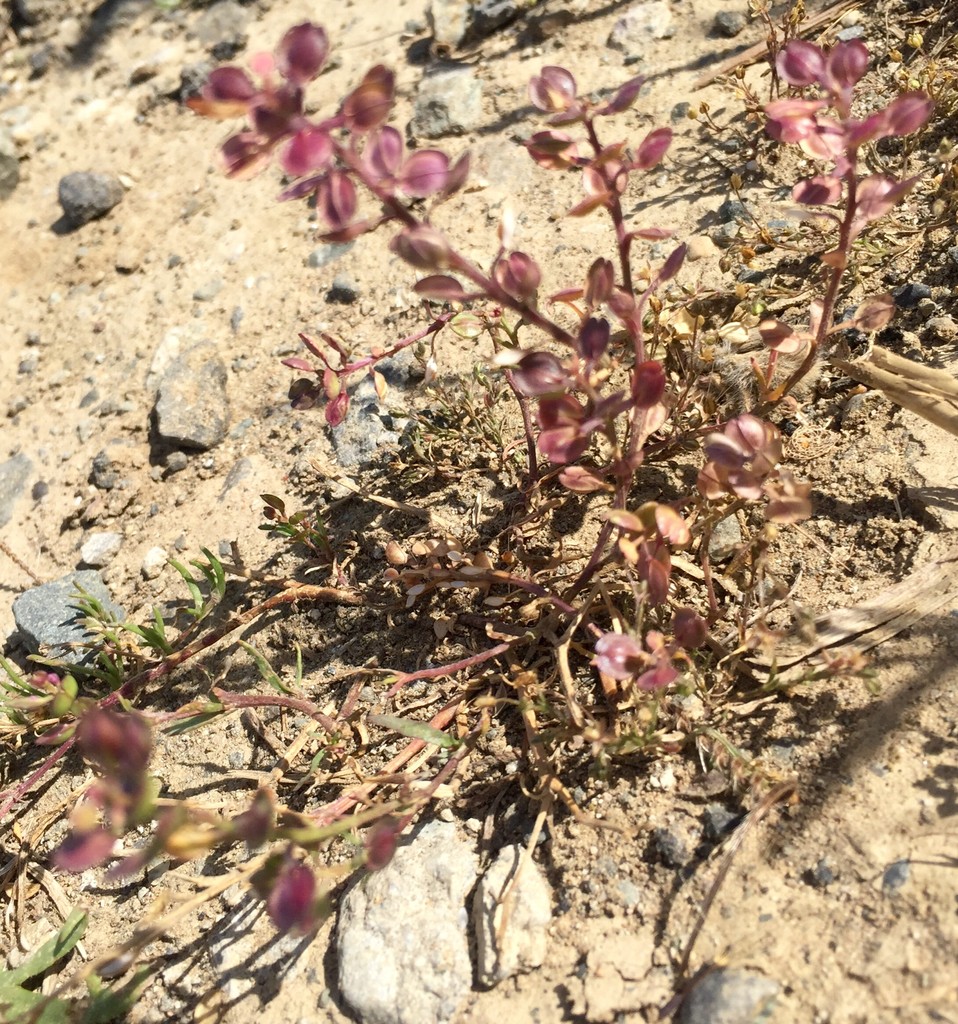 Lepidium nitidum - PictureThis