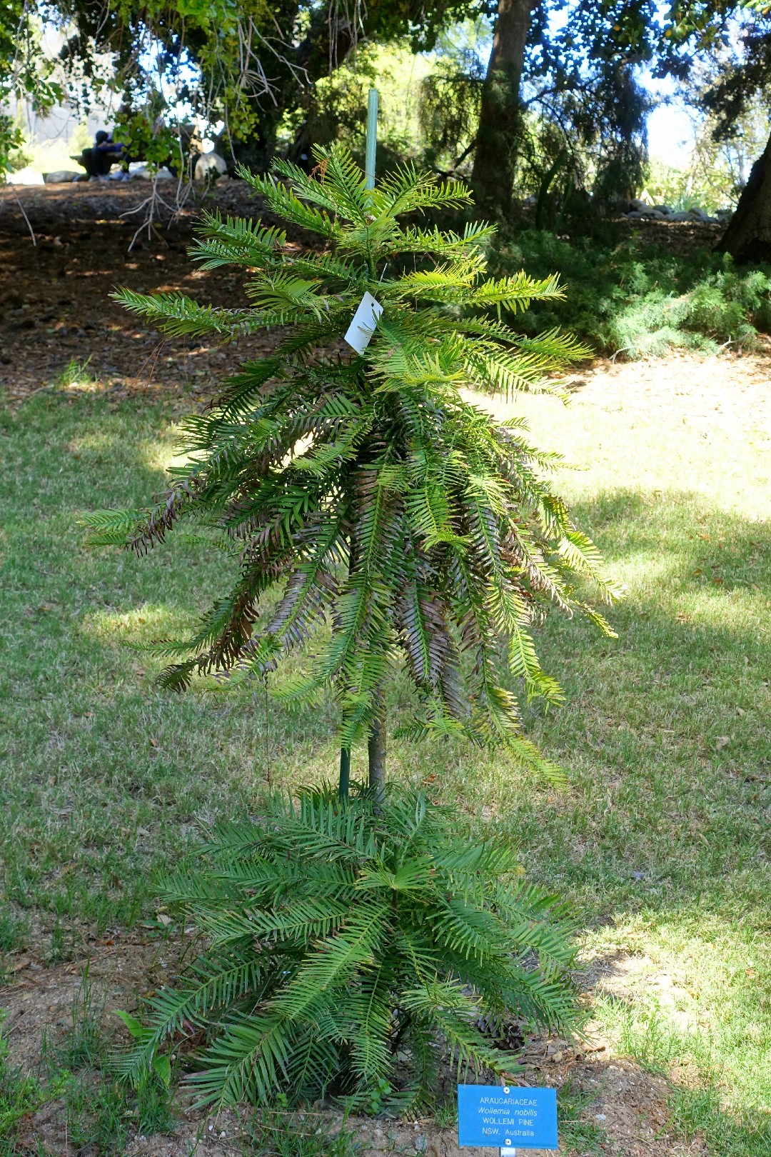 Pin de wollemi (Wollemia nobilis) - PictureThis