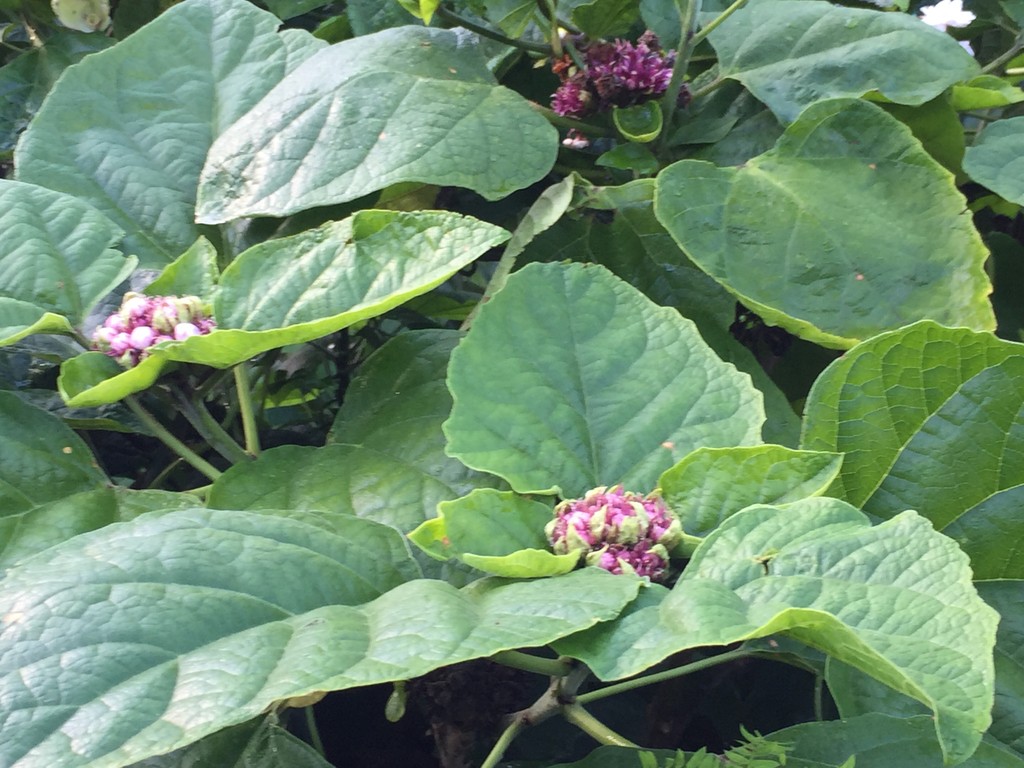 Glory-bower (Clerodendrum chinense) Flower, Leaf, Care, Uses - PictureThis