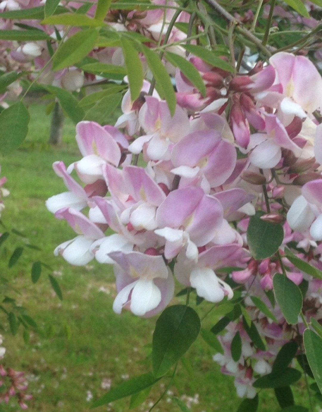 Robinia × slavinii 'Hillieri' - PictureThis