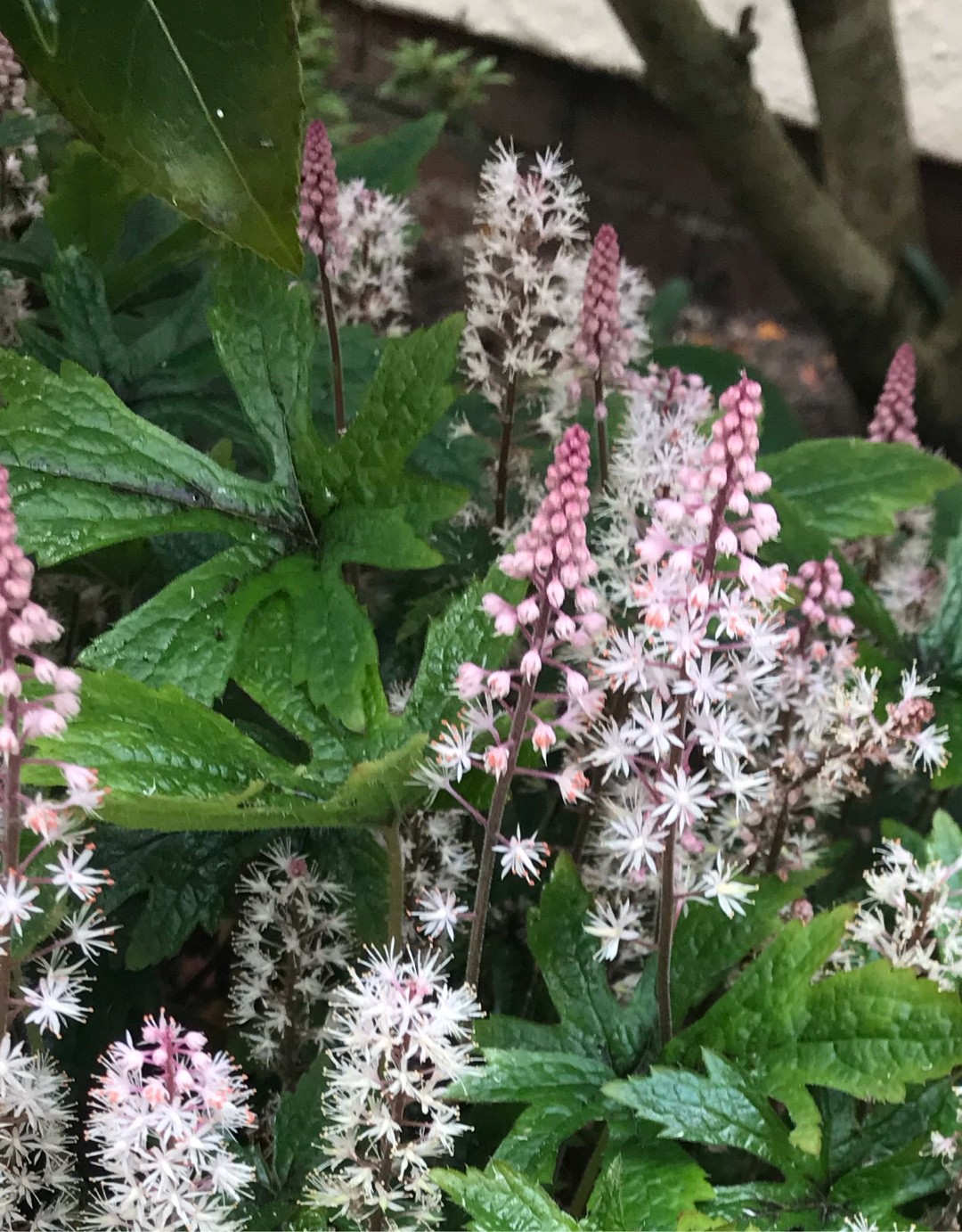 Foam Flowers (Tiarella) Flower, Leaf, Care, Uses - PictureThis
