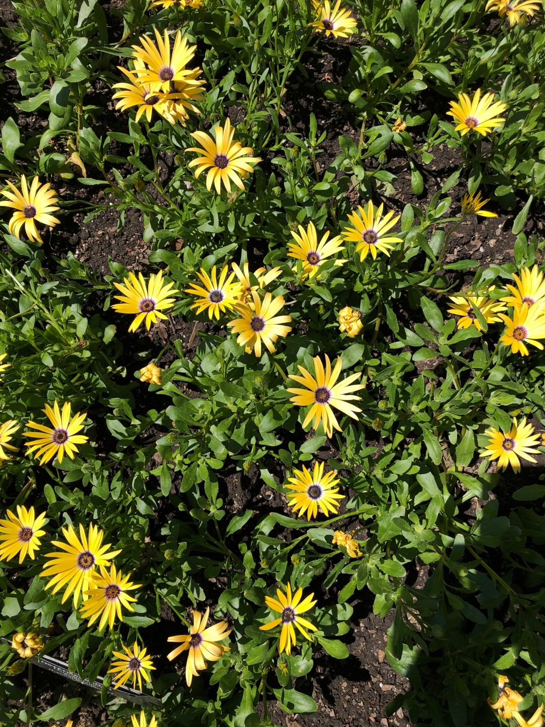 Daisybushes Care (Watering, Fertilize, Pruning, Propagation) - PictureThis
