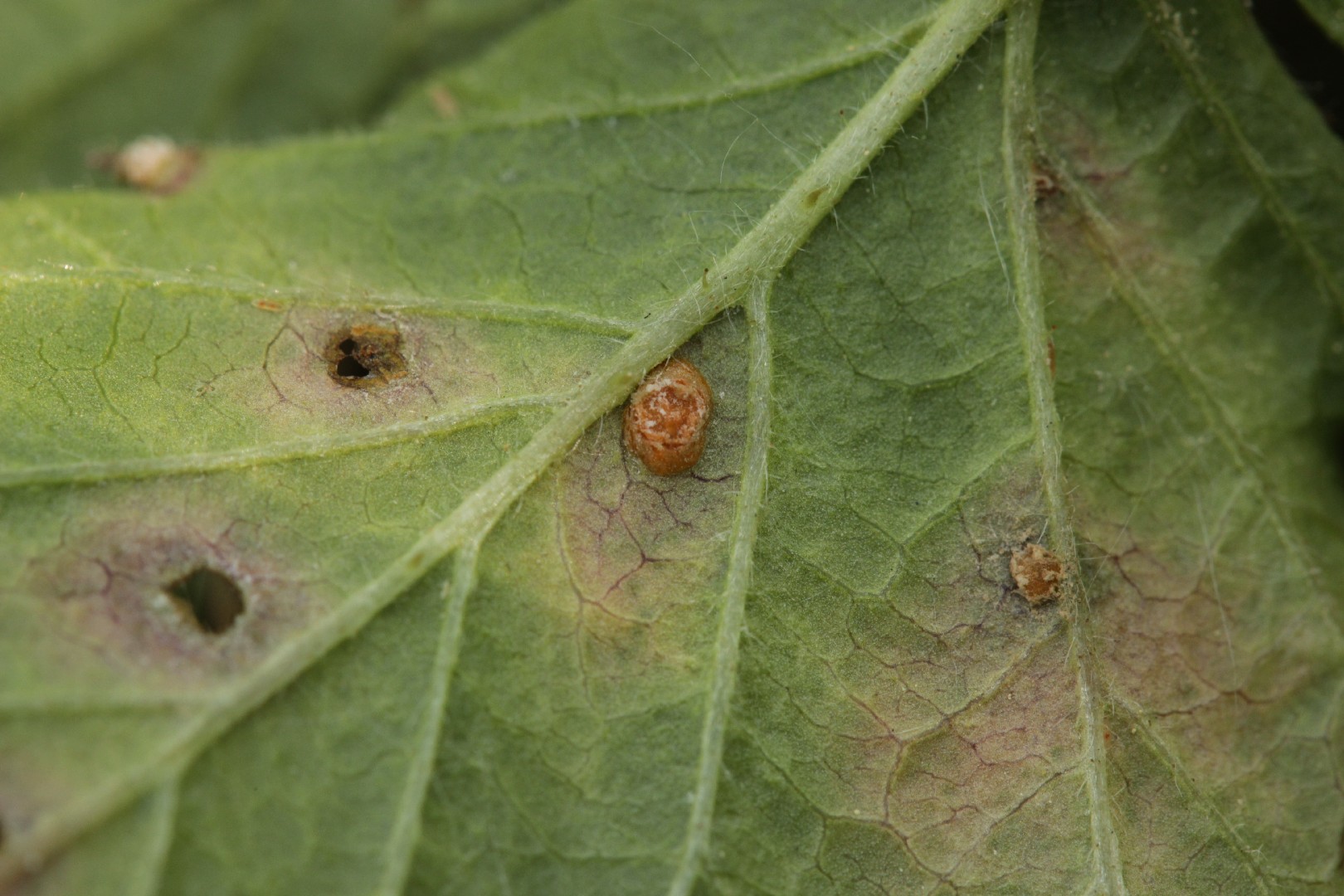 Phragmidium violaceum - PictureThis