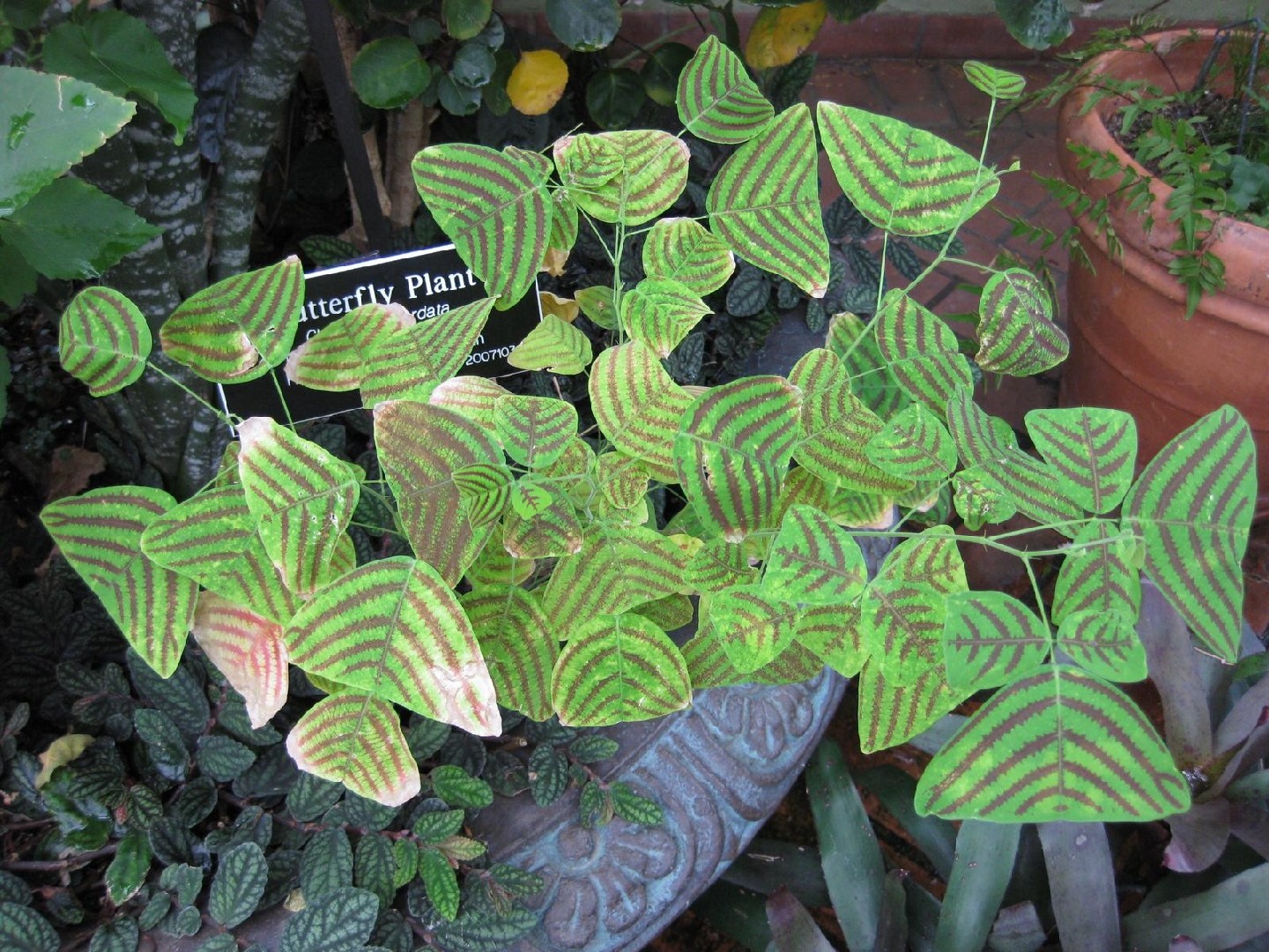 Swallow tail (Christia obcordata) Flower, Leaf, Care, Uses - PictureThis