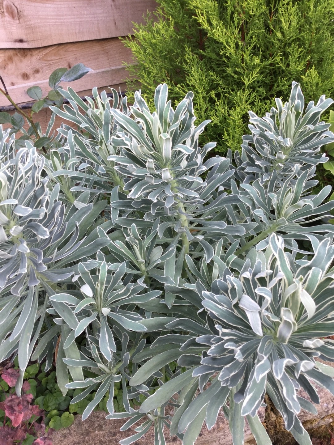Euphorbia Glacier Blue