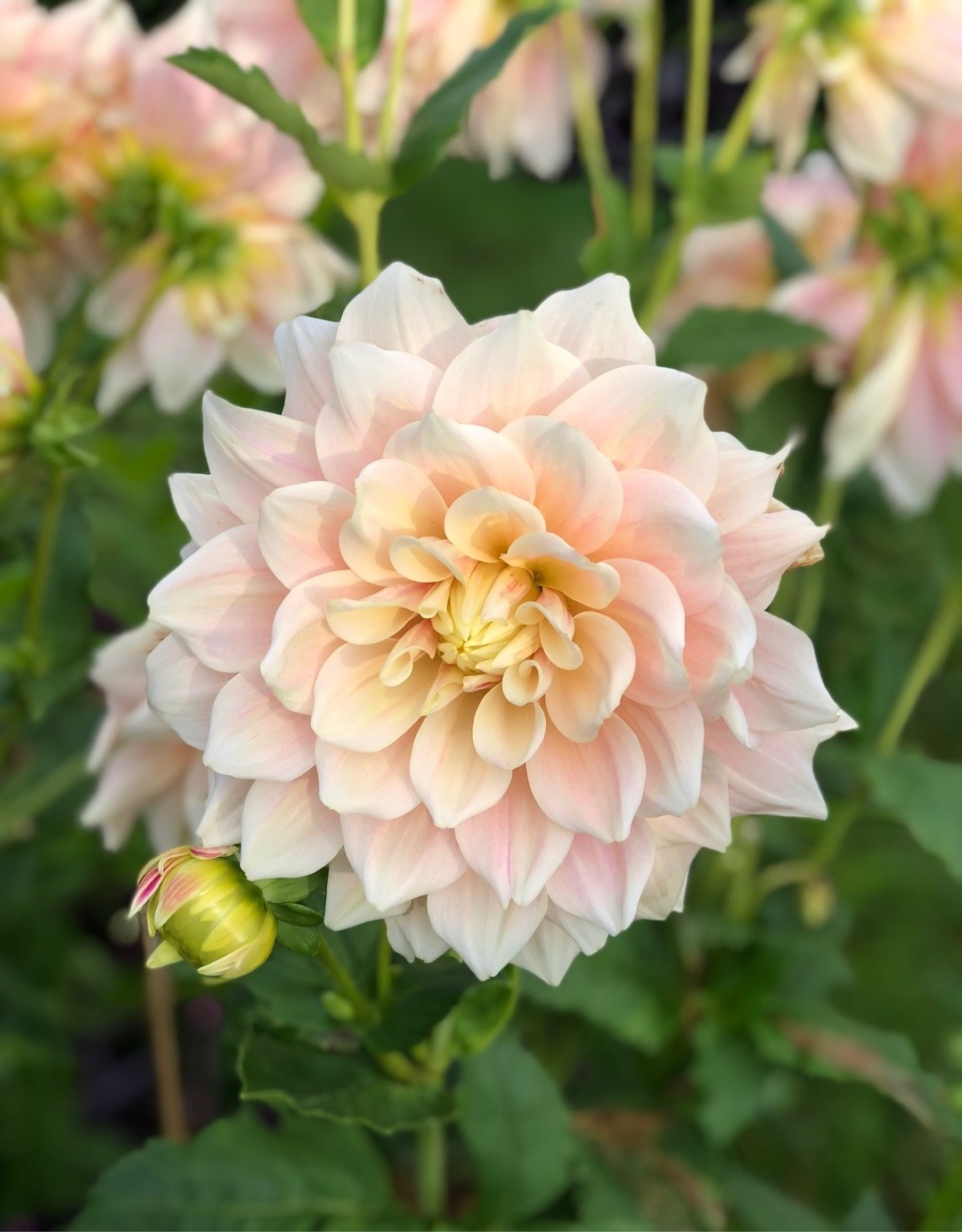 Dahlia 'Break Out' - PictureThis