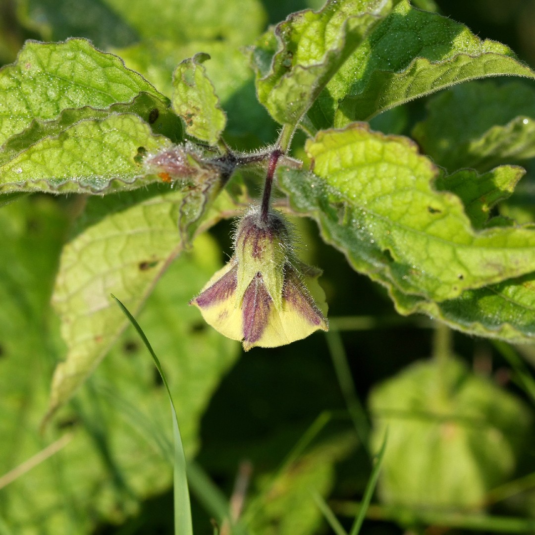 Cerise de terre sauvage (Physalis heterophylla) - PictureThis