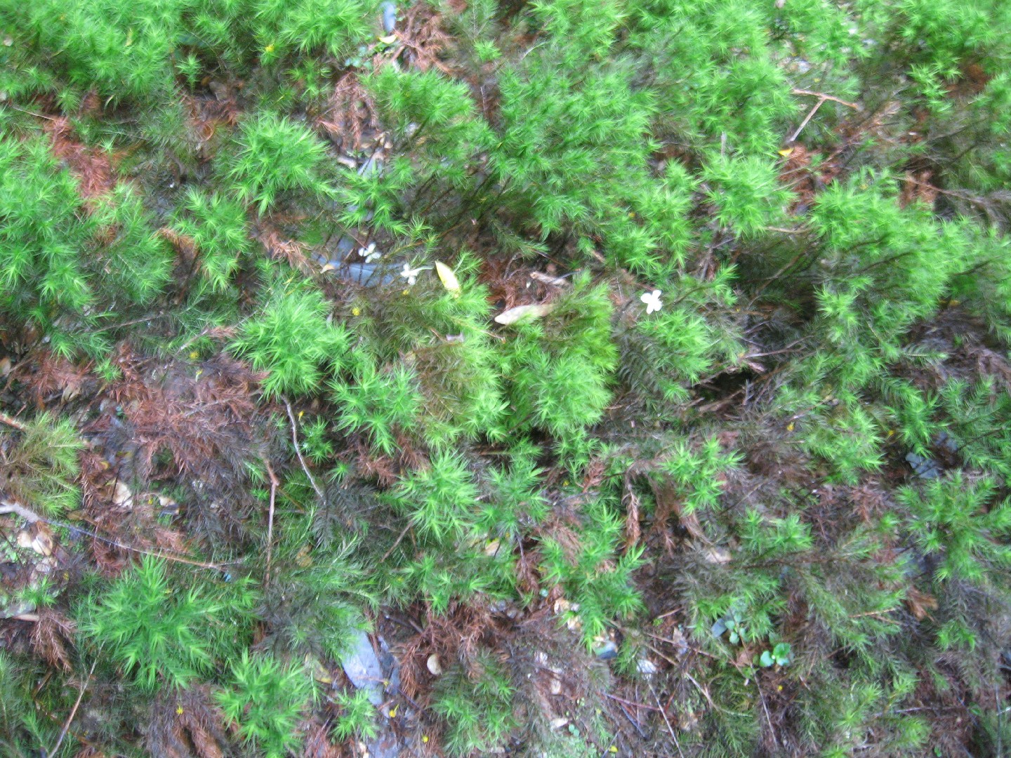 Giant moss (Dendroligotrichum dendroides) Flower, Leaf, Care, Uses ...