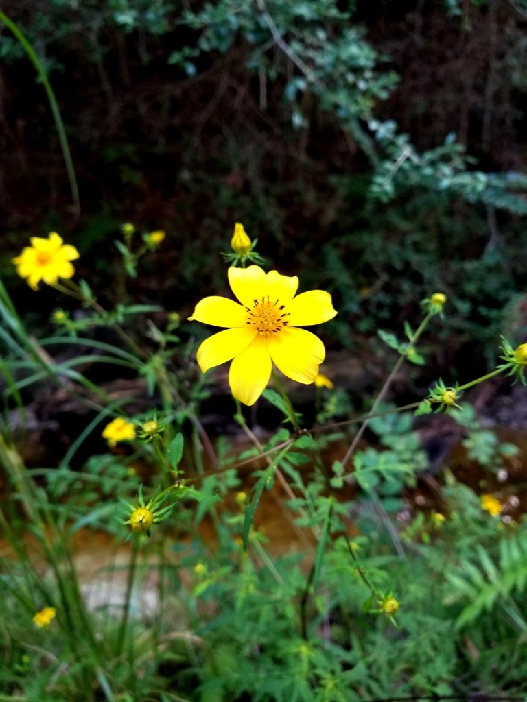 Bidens polylepis - PictureThis