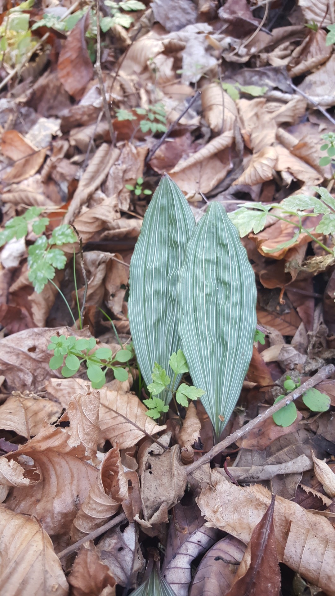 Putty root orchid (Aplectrum hyemale) Flower, Leaf, Care, Uses ...
